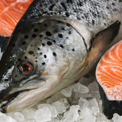 DK FOOD GROUP – DK Food Group