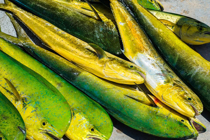 DK FOOD GROUP – DK Food Group