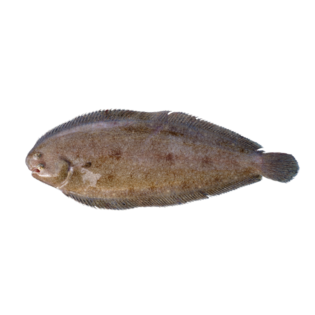 DOVER SOLE WHOLE – DK FOOD GROUP