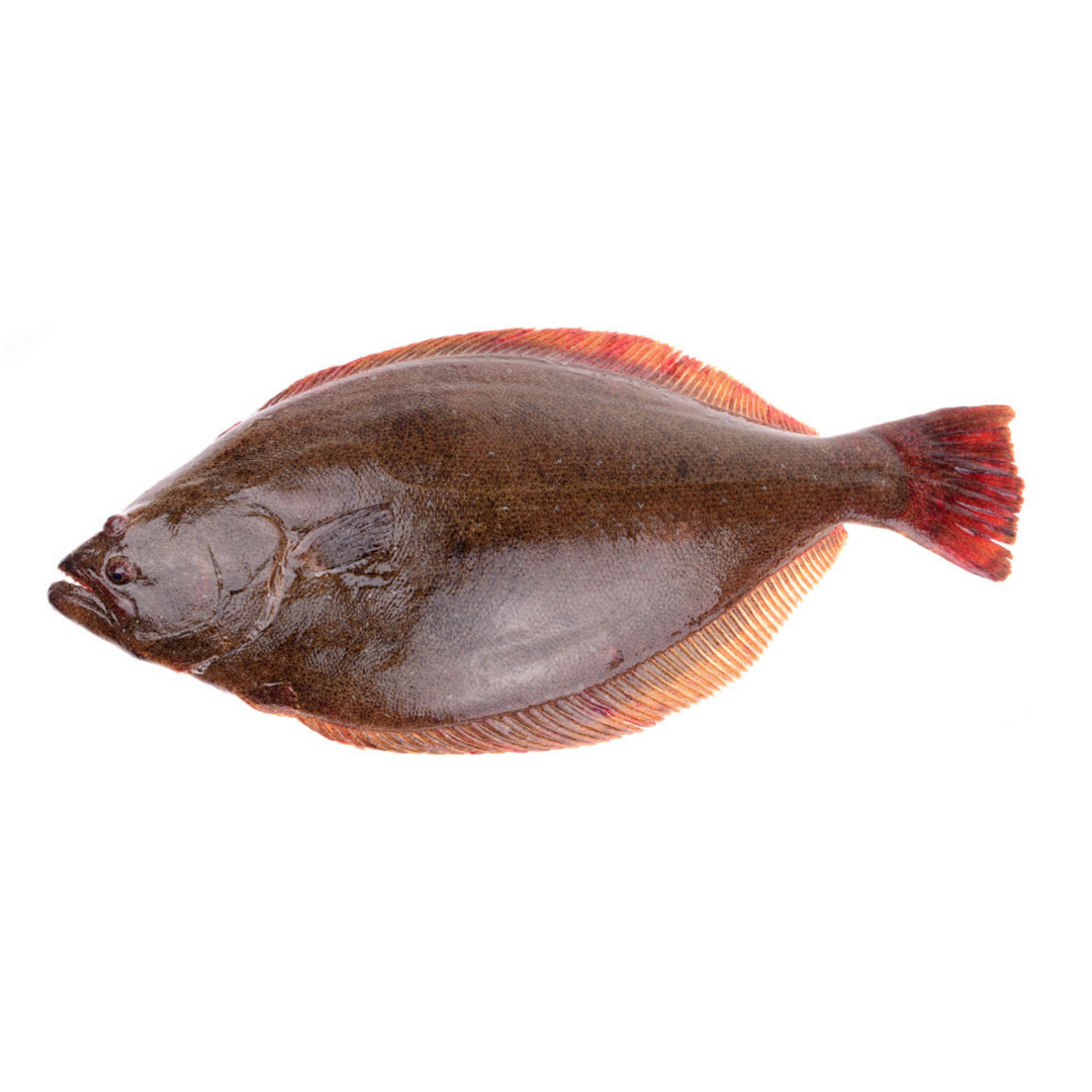 HALIBUT PORTION – DK FOOD GROUP