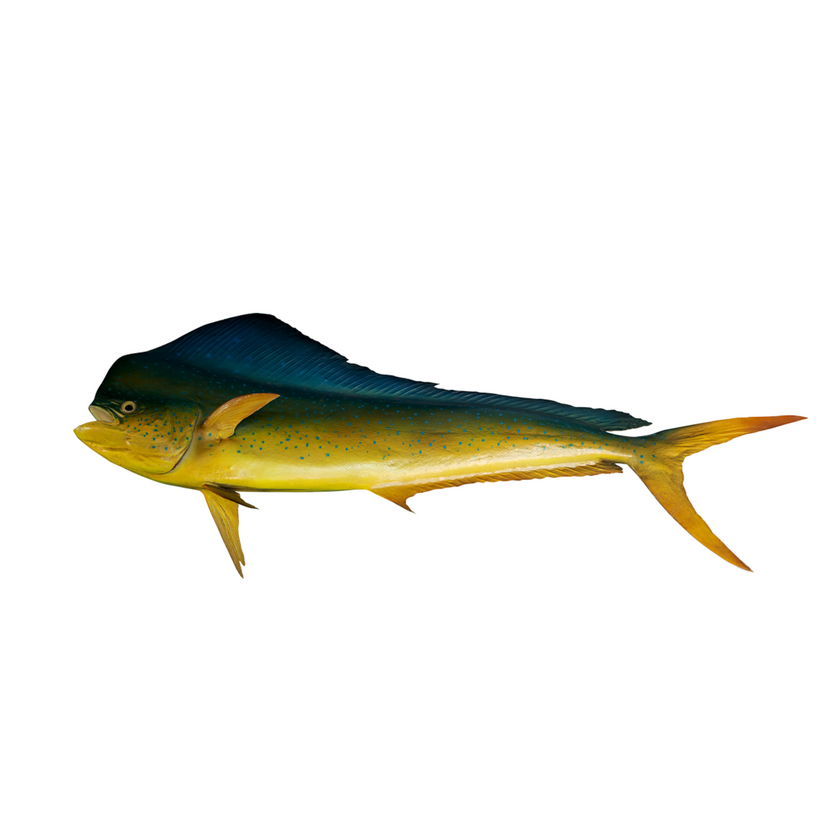 MAHI MAHI PORTION – DK Food Group