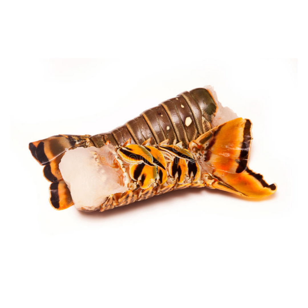 CARIBBEAN SPINY LOBSTER TAIL – DK FOOD GROUP
